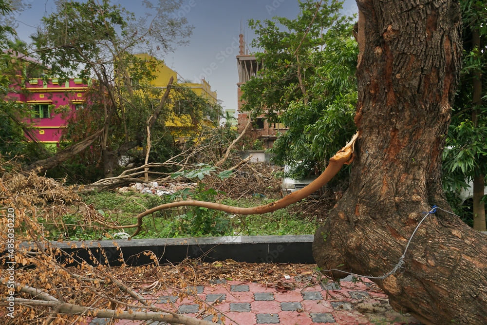 Super cyclone Amphan uprooted tree which fell and blocked pavement. The ...