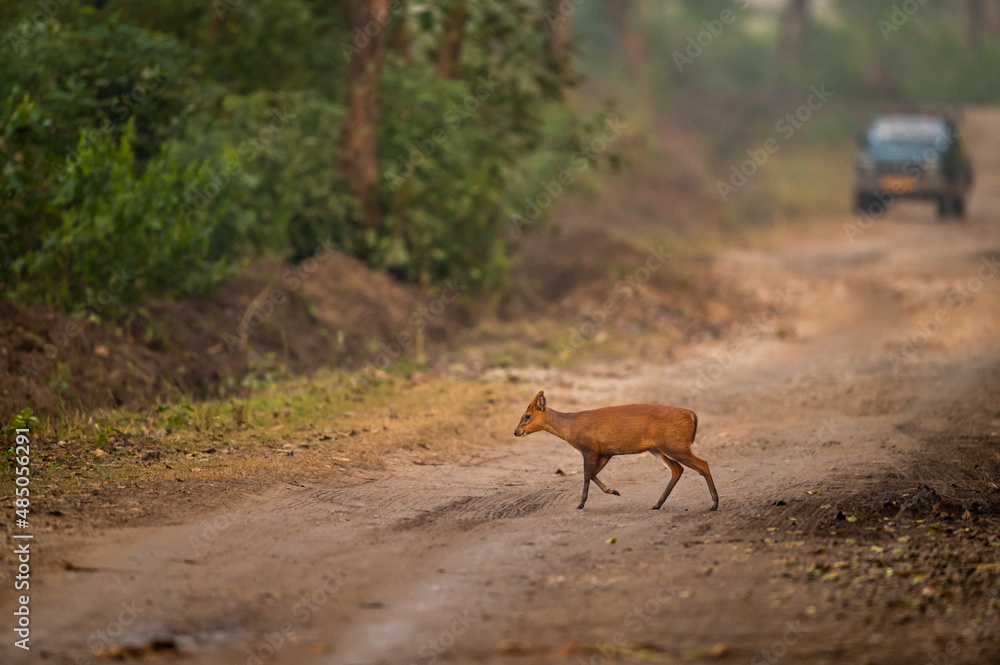 barking deer or muntjac or Indian muntjac or red muntjac or Muntiacus ...