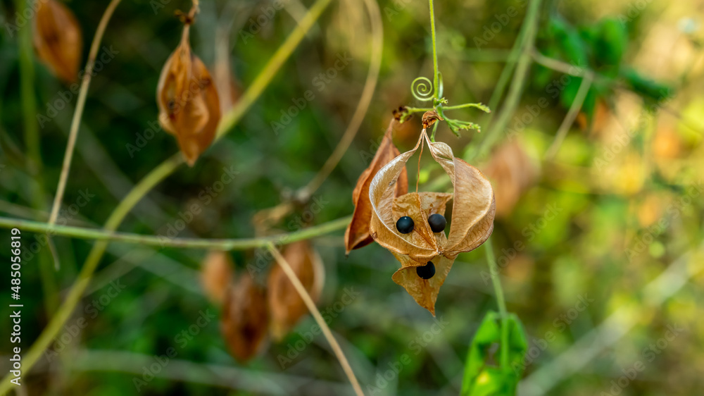 Cardiospermum grandiflorum, commonly known as showy balloonvine, heart ...