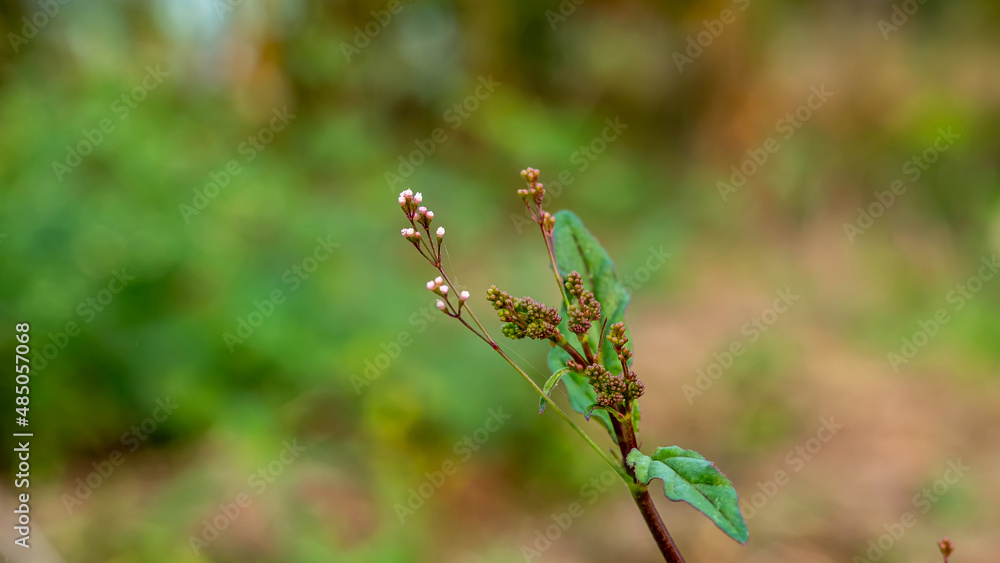 Boerhavia erecta or Erect spiderling or Erect boerhavia, commonly known ...