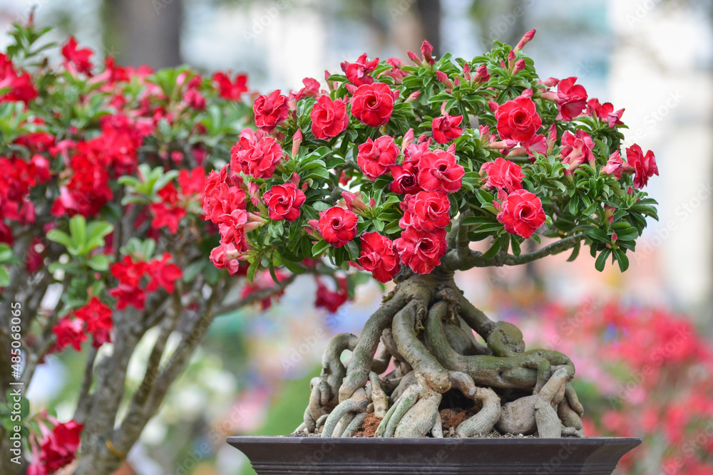 Adenium obesum tree also known as Desert Rose, Impala Lily, Mock Azalea ...