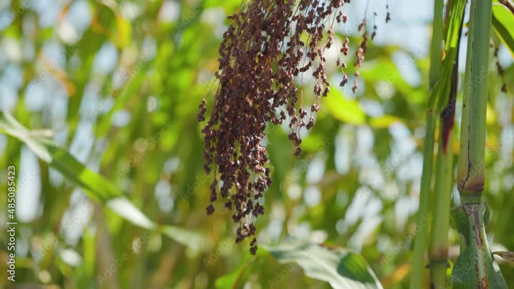 Growing proso millet in agriculture. Plant of Panicum Miliaceum ...
