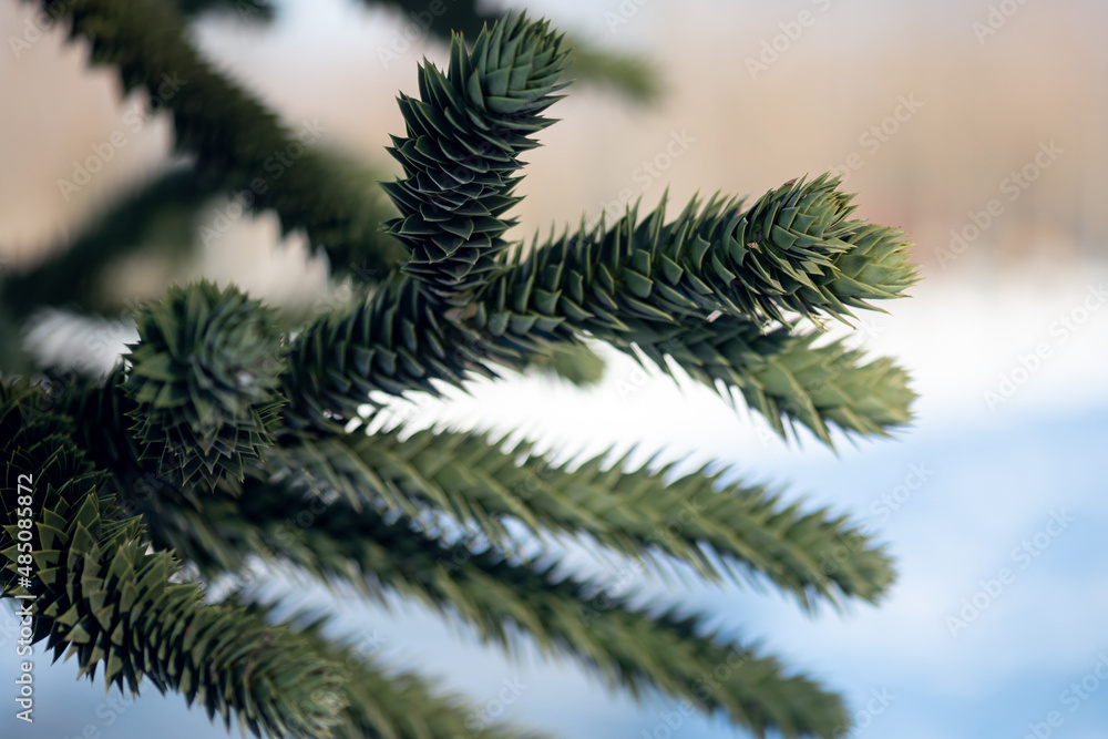 Araucaria araucana -evergreen, long-lived conifers with dense green ...