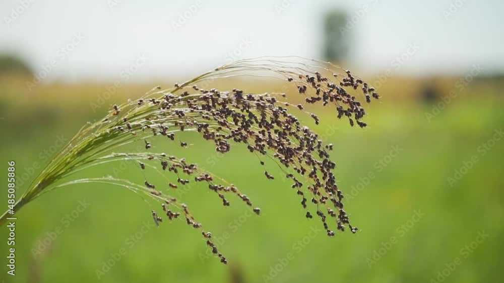 Growing proso millet in agriculture. Plant of Panicum Miliaceum ...