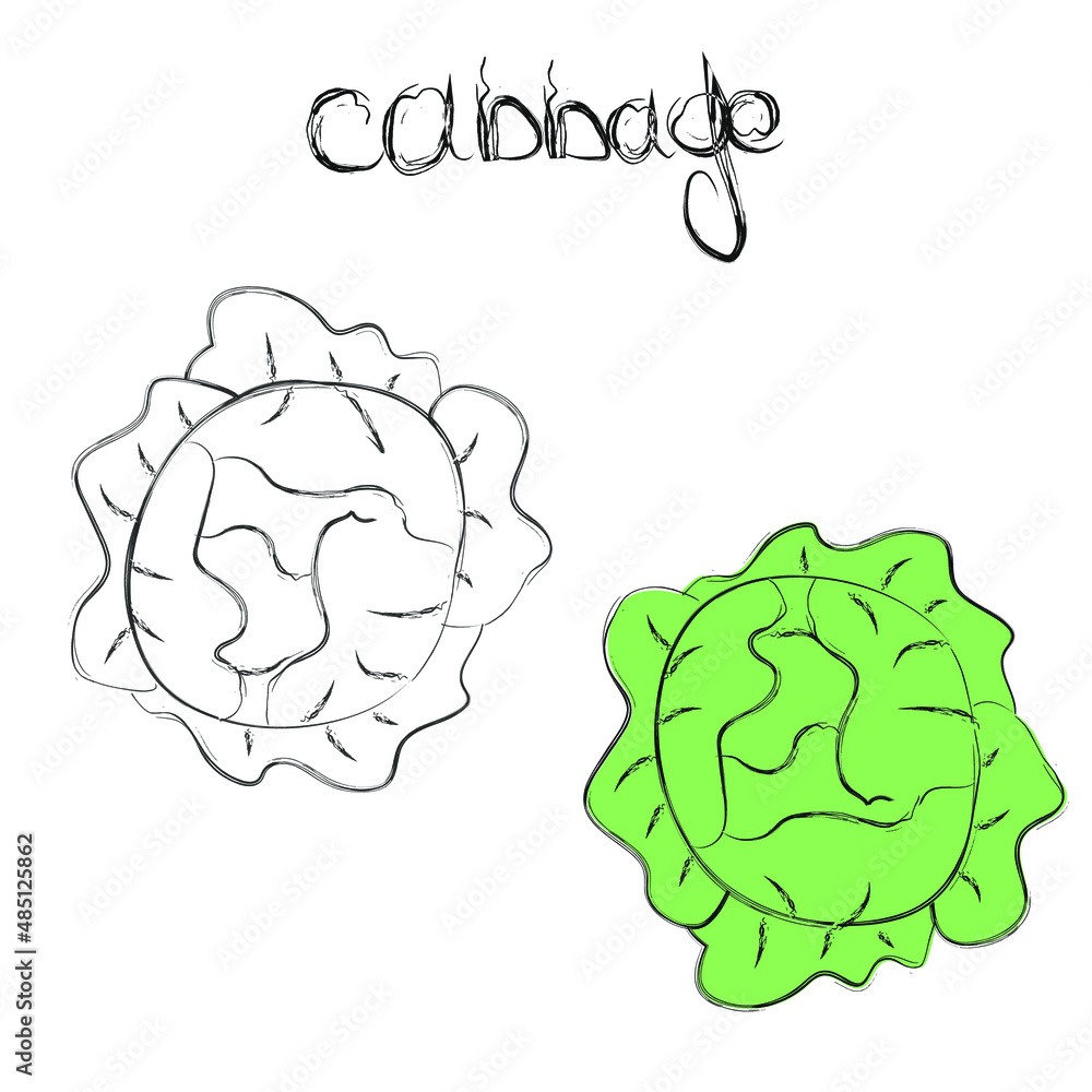 Educational cards with vegetables and their names. Cabbage. Coloring ...