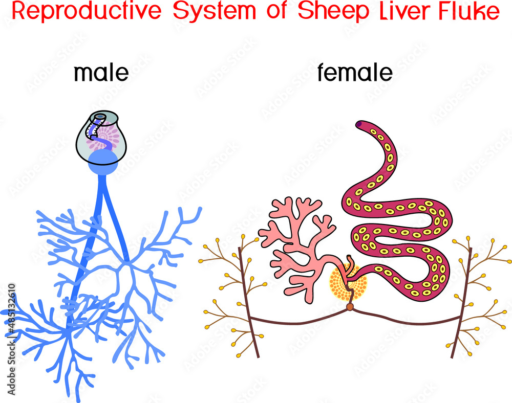 Structure of female and male reproductive system of Sheep liver fluke ...