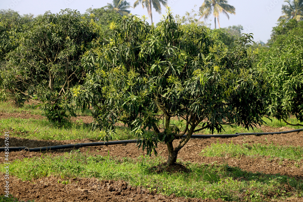 young mango tree and new mango tree plantation farm Stock Photo | Adobe ...