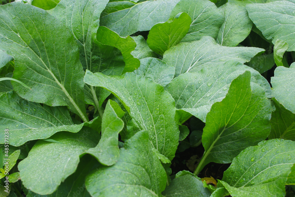 Choy sum plants with dew drops growing on a farm in the morning. Choy ...