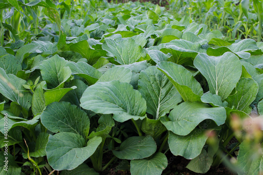 Choy sum plants growing on a farm. Choy sum or green cabbage (also ...