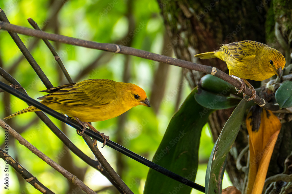 Atlantic Canary, a small Brazilian wild bird. The yellow canary ...