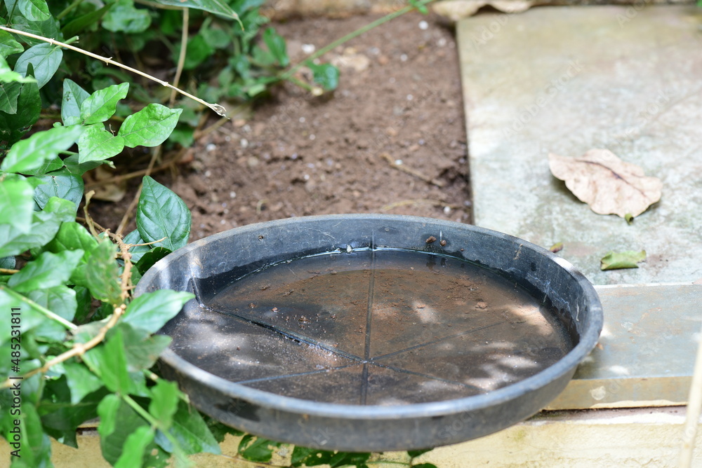 Stagnant Water Dengue