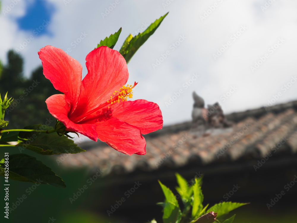 Okinawa island Japan Ryukyu Architecture with Red flower Japan Travel ...