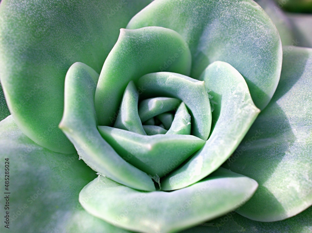 Macro succulent Cactus plant ,Echeveria elegans ,Rose Cabbage ,thick ...