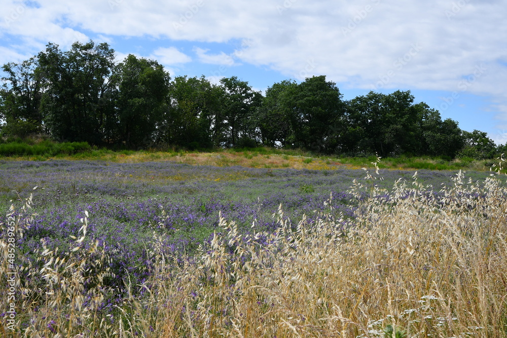 Champ de fleurs violettes sur un plateau au pied d'une foret en ...