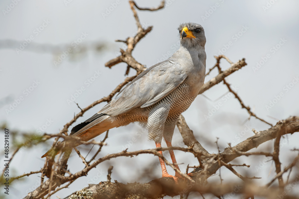 Eastern Chanting Goshawk - Melierax poliopterus, beautiful bird of prey ...