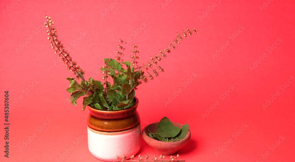 Holy basil, tulasi or tulsi, is an aromatic perennial plant in the ...