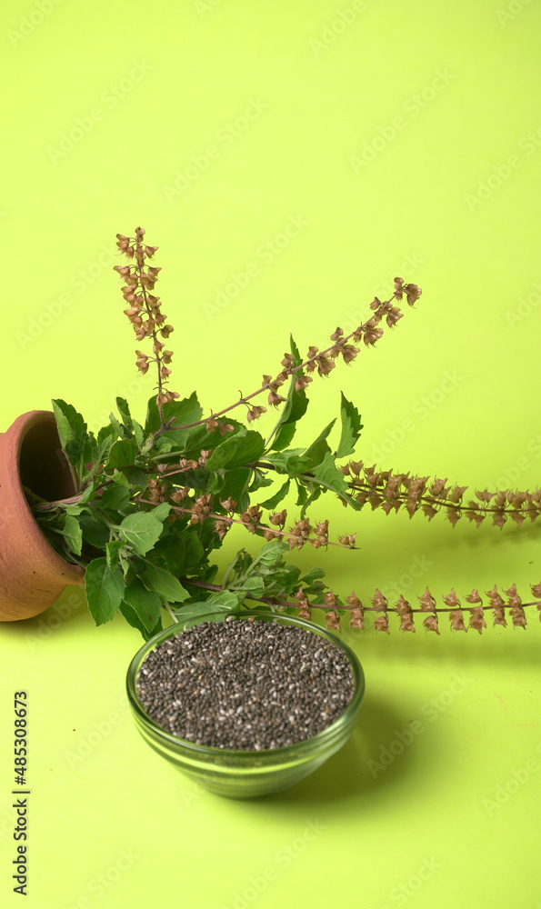 Holy basil, tulasi or tulsi, is an aromatic perennial plant in the ...