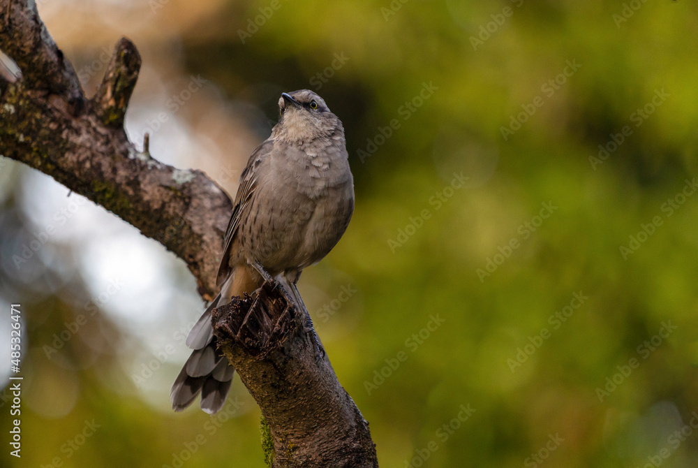 The chalk-browed mockingbird or Sabia-do-campo perched on a tree. It's ...