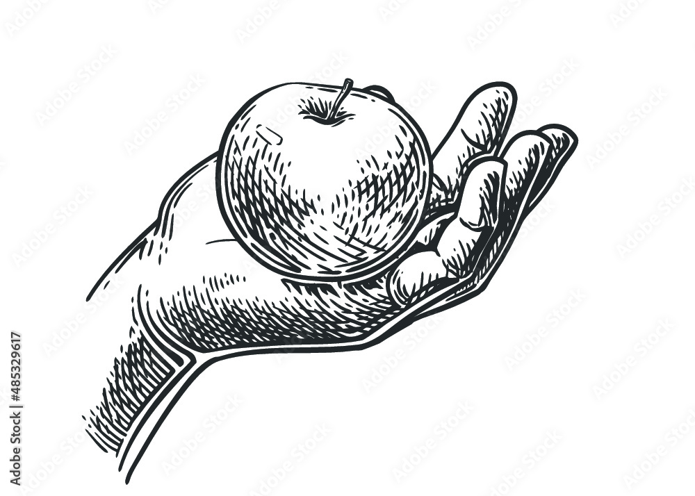 Hand holding apple. Vector engraving illustration for web, poster. Hand ...