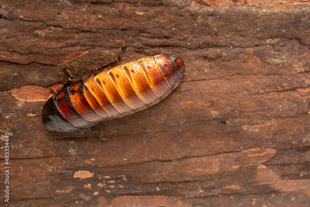 big tropical cockroach Female of Gromphadorhina portentosa , one of the ...