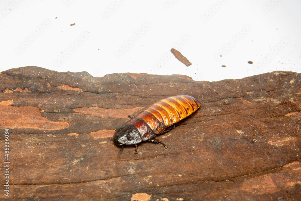 big tropical cockroach Female of Gromphadorhina portentosa , one of the ...