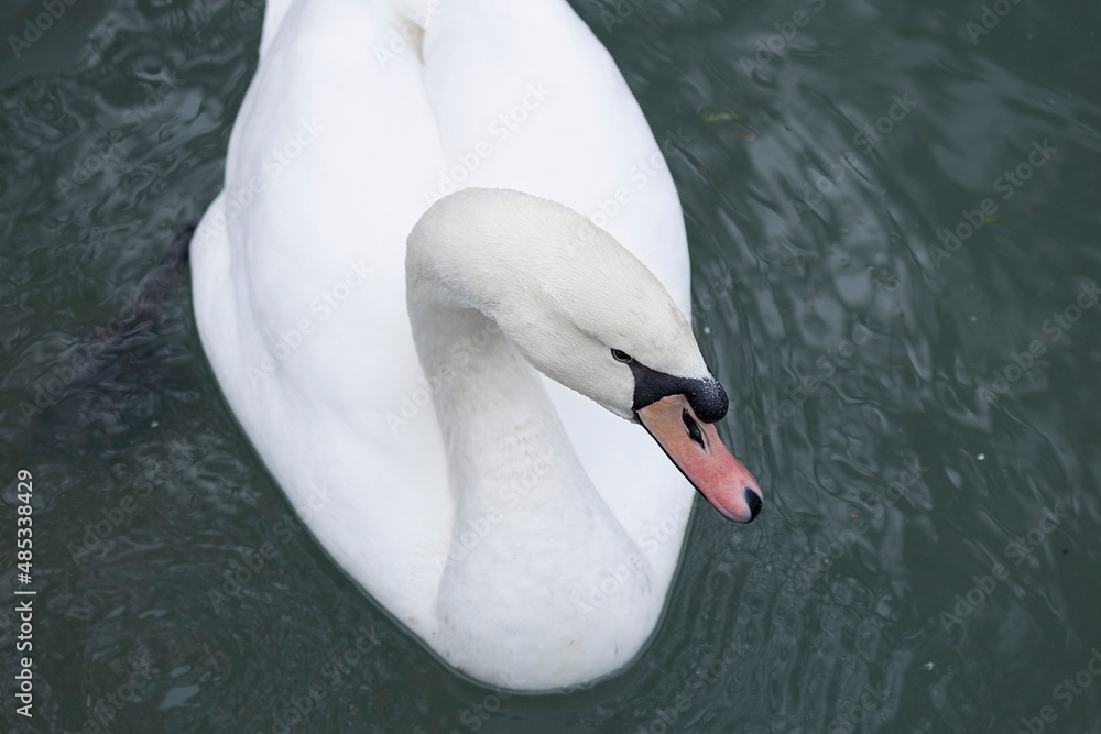 a white swan floating in the river. Top view. Soft focus. Stock Photo ...