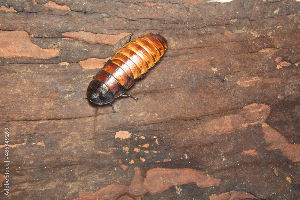 big tropical cockroach Female of Gromphadorhina portentosa , one of the ...