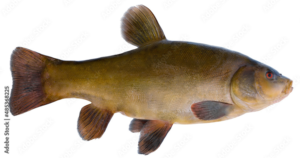 Fotka „ Freshwater fish isolated on white background closeup. The tench ...