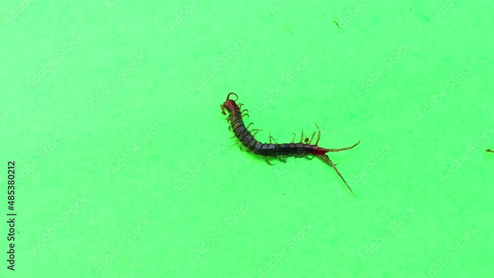 centipede green screen background Stock Video | Adobe Stock