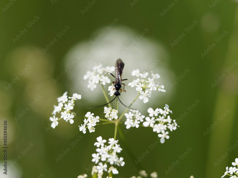 Exetastes calobatus - Ichneumon ou Guêpe parasitoïde, insecte ...