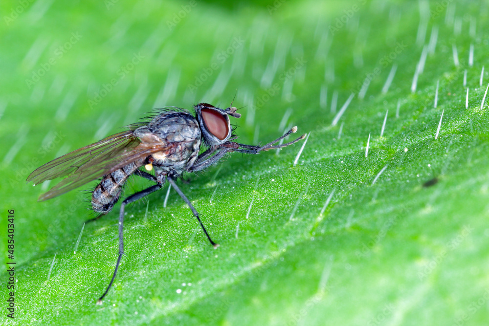 Delia floralis, commonly known as the turnip root fly or summer cabbage ...
