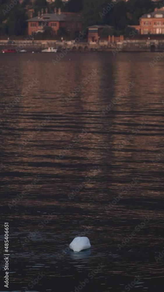 swan on lake Como with sunset lights Stock Video | Adobe Stock