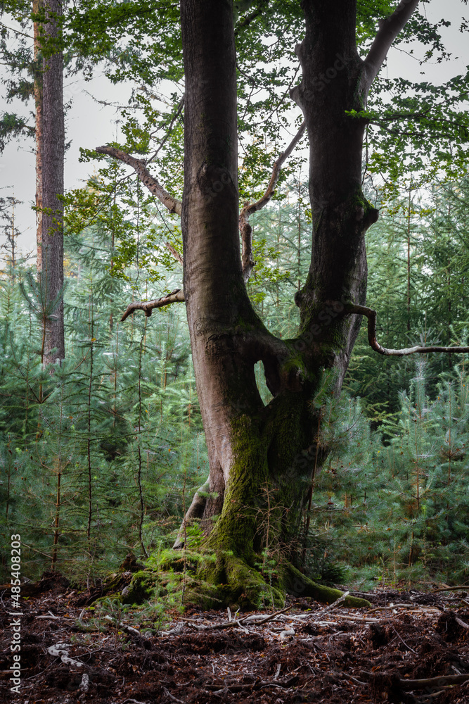 A deformed tree with a hole in the middle in a forest at the Veluwe ...