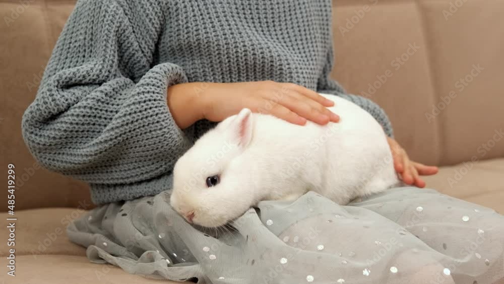 A girl strokes a white fluffy rabbit sitting on her lap at home. Pets ...
