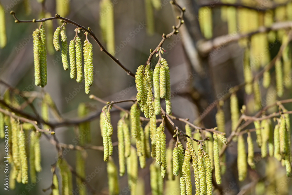 Schwarzerle, Schwarze Erle // European black alder (Alnus glutinosa ...