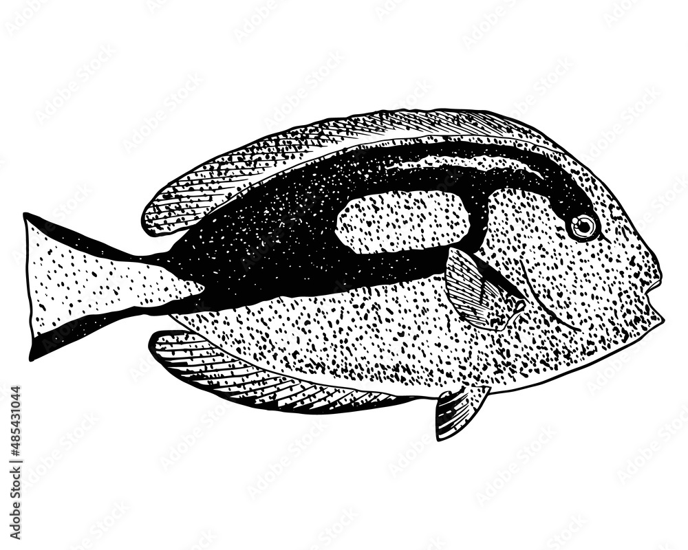 Blue tang fish illustration, drawing, Engraving, ink, Line art, vector ...