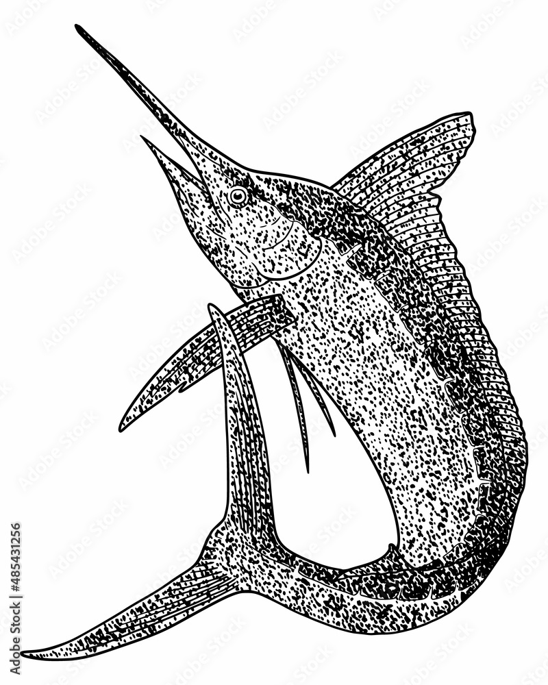 Blue marlin illustration, drawing, engraving, ink, line art, vector ...