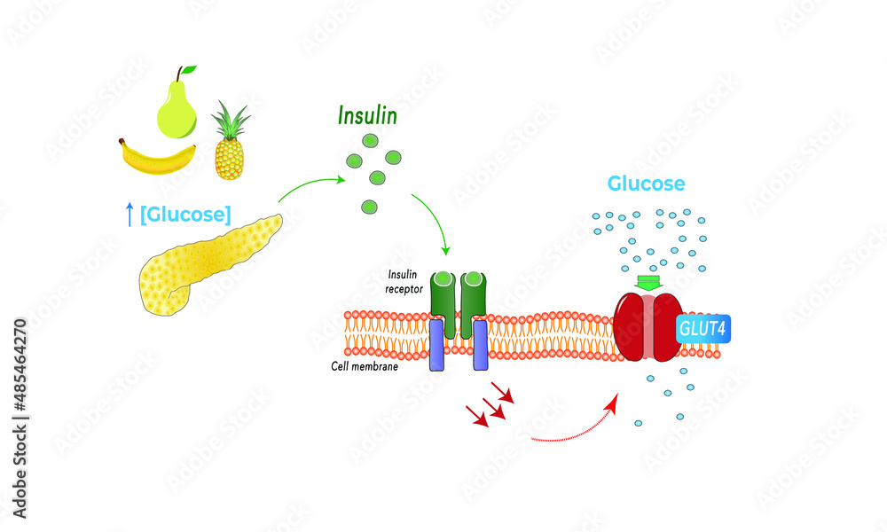 GLUT4 transporter [insulin dependent] Stock Vector | Adobe Stock