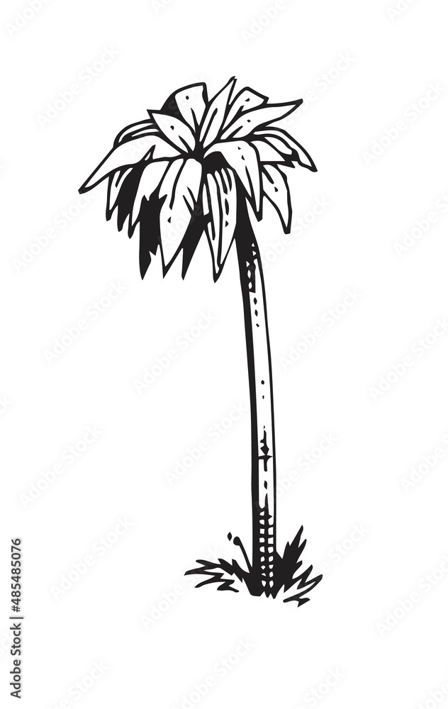Summer palm tree. In outline style for engraving. Fast casual style ...