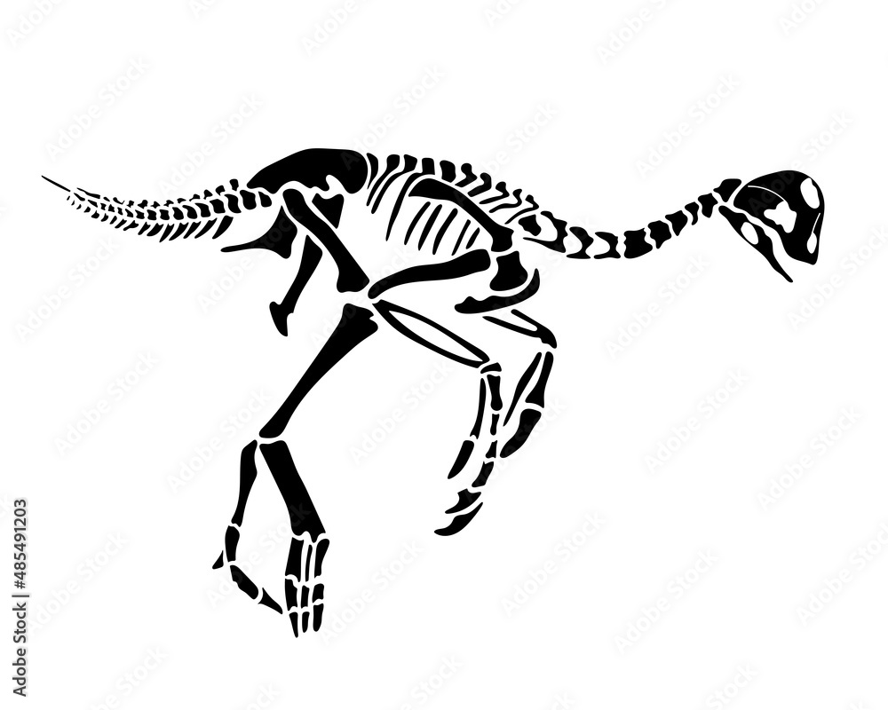 Oviraptor dinosaur skeleton silhouette isolated on white background ...