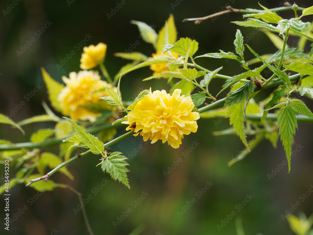 Kerria japonica ou corète du Japon, arbuste d'ornement à grandes fleurs ...