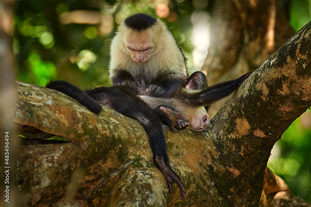 Fotka „White-headed Capuchin, Cebus capucinus, black monkeys sitting on the tree branch in the ...