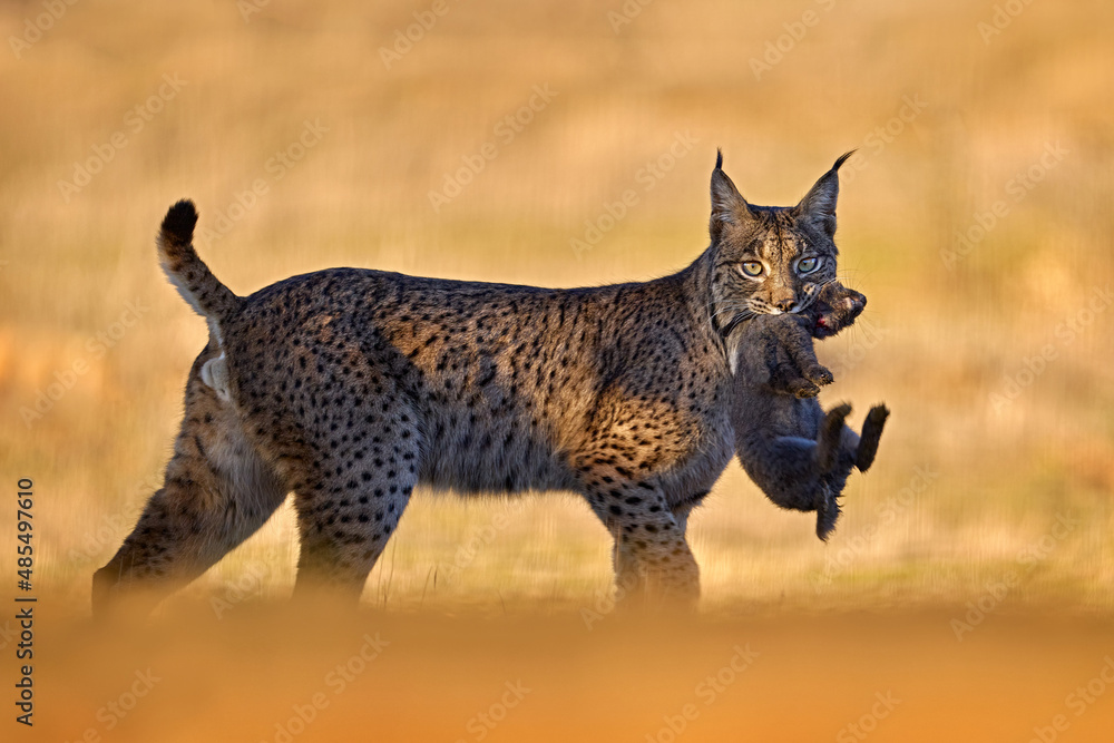 Lynx with catch prey rabbit. Spain wildlife. Iberian lynx, Lynx ...