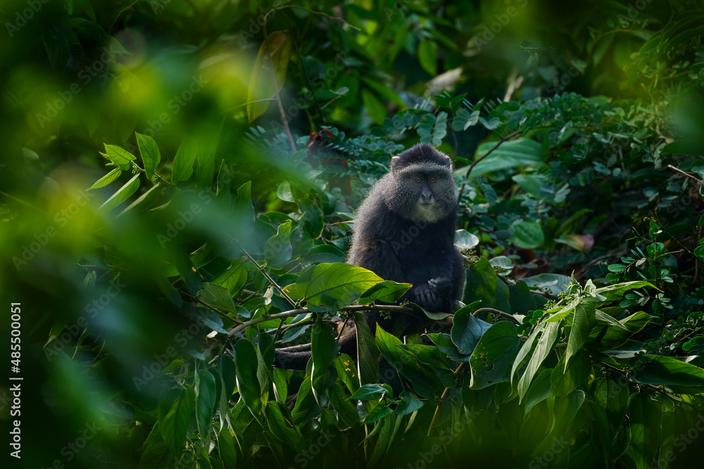 Blue diademed monkey, Cercopithecus mitis, sitting on tree in the ...