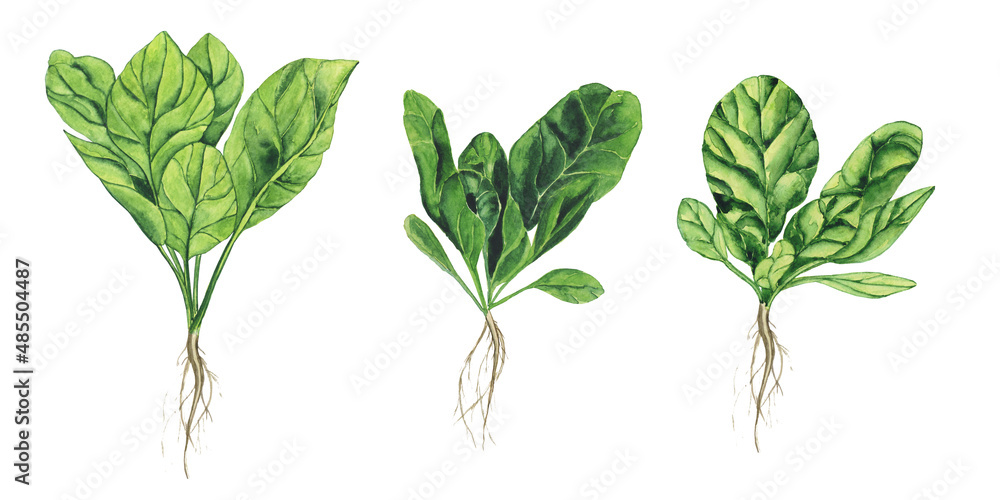 Watercolor Spinach plant set isolated on white background. Greenery ...