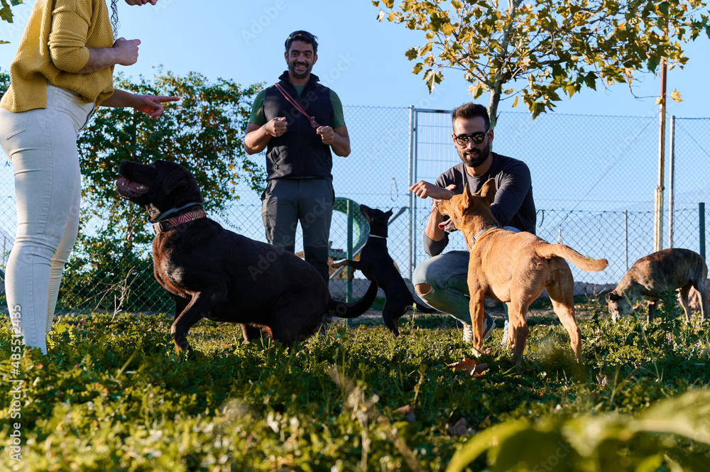 Which Dogs Are In The Working Group