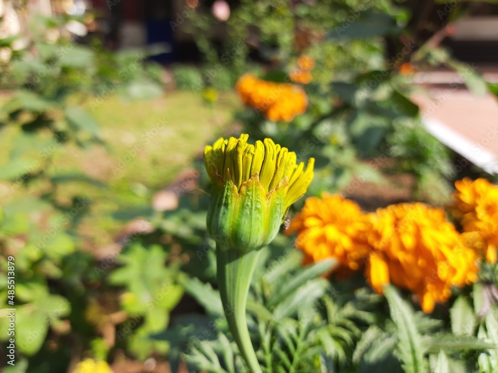 Bud of marigold in tagetes garden. Close-up marigold flower plant ...