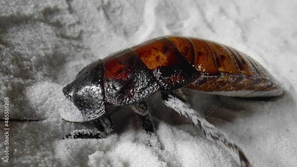 Madagascar hissing cockroach digs into white dry sand. Large brown ...