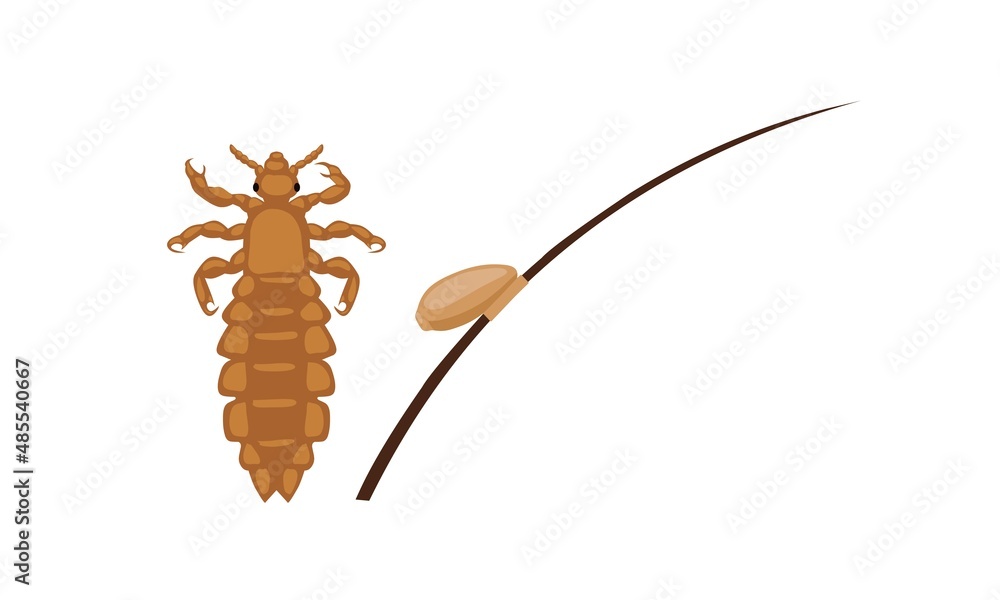 Vector illustration, head lice or Pediculus humanus capitis with eggs ...