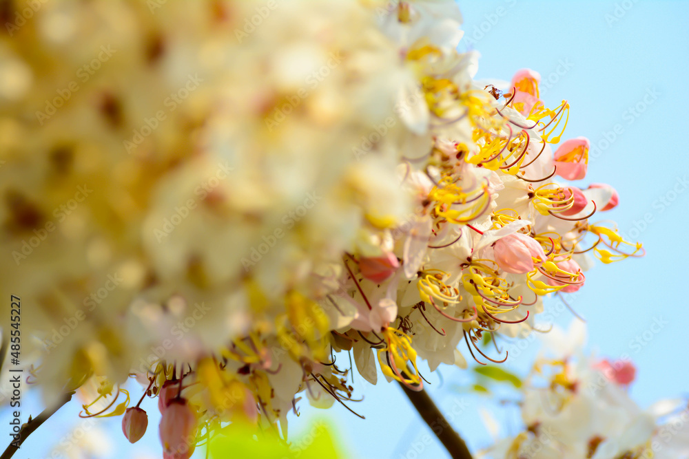 sky, cassia, park, wishing tree, colorful, sakura, botanical, cherry ...
